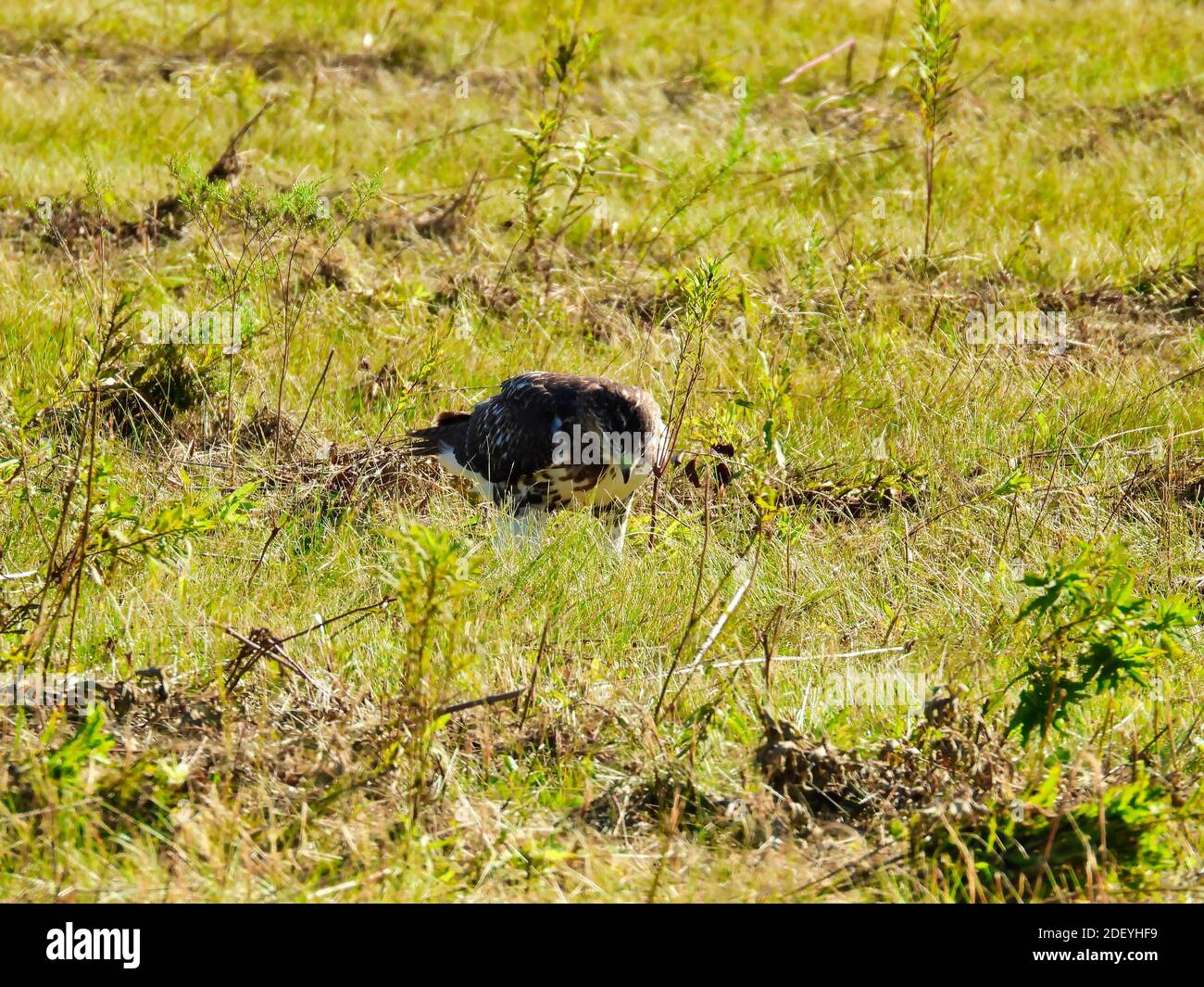 Red-Tailed Hawk Bird of Prey Raptor Sitting on the Ground of a Field ...