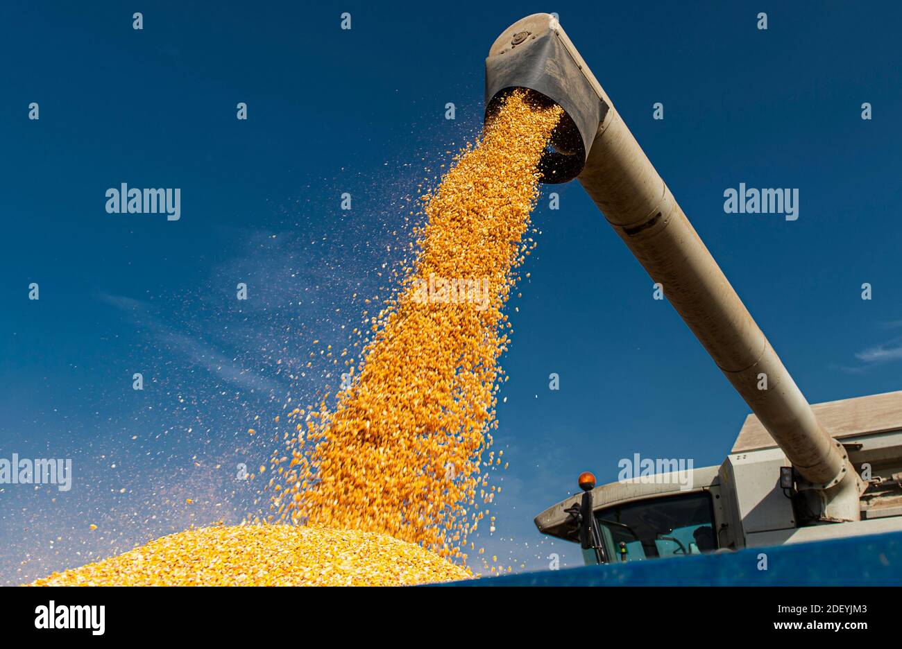 Grain auger of combine pouring corn into tractor trailer Stock Photo ...
