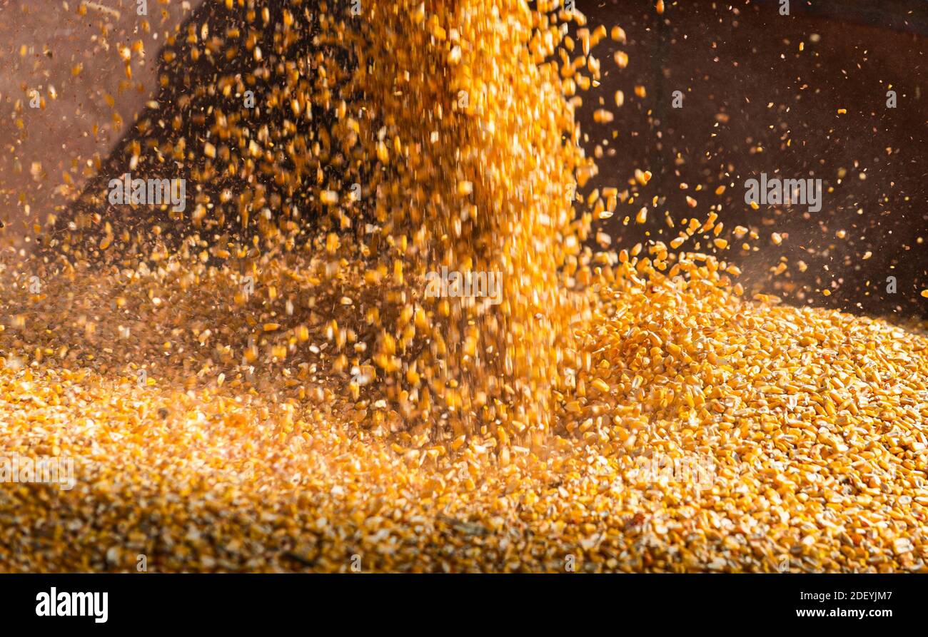 Grain auger of combine pouring corn into tractor trailer Stock Photo ...