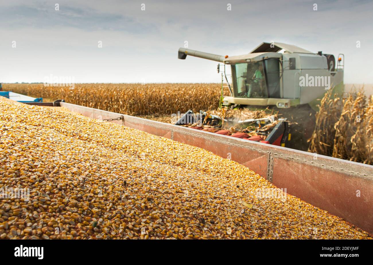 Combine Operator Harvesting Corn on the Field in Sunny Day Stock Photo ...