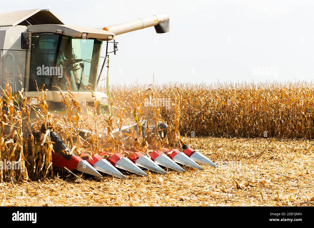 Combine Operator Harvesting Corn on the Field in Sunny Day Stock Photo ...