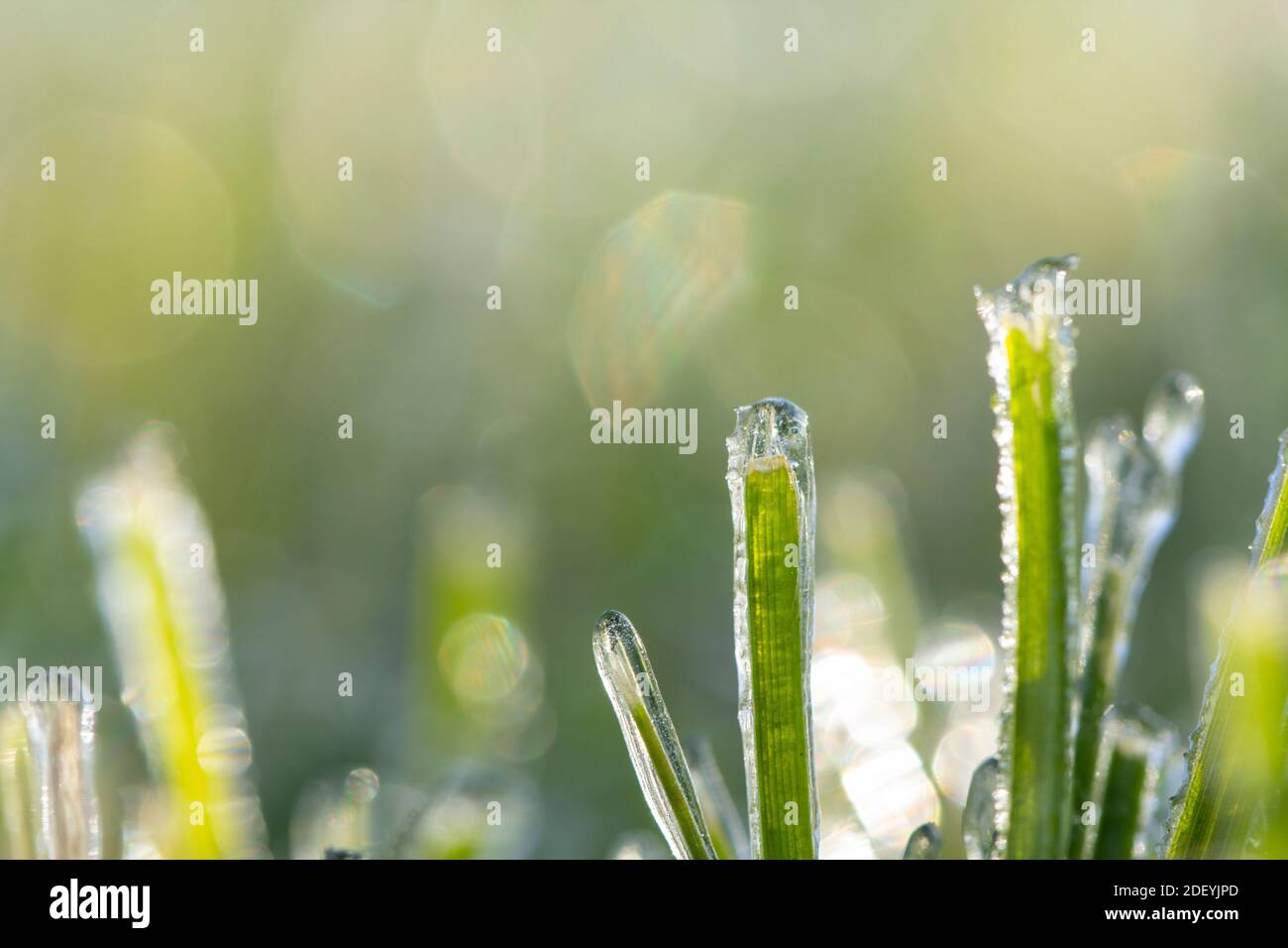Lawn grass in ice, macro photo. Cooling concept Stock Photo - Alamy