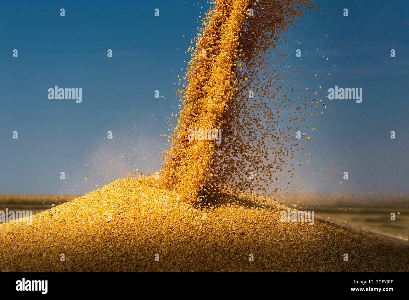 Grain auger of combine pouring corn into tractor trailer Stock Photo ...