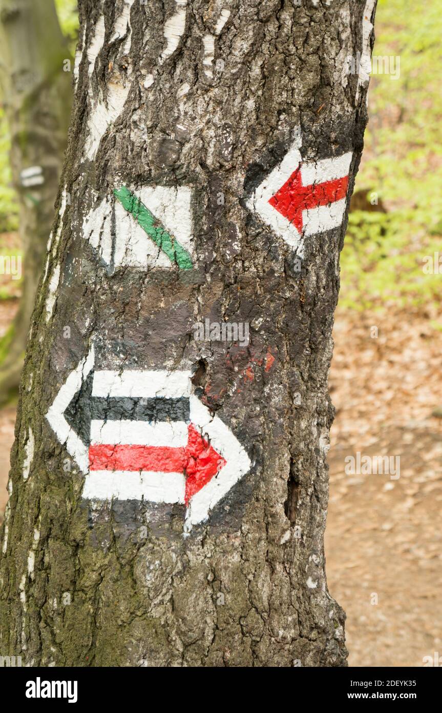 A vertical shot of a tree with painted arrows on trees showing the ...