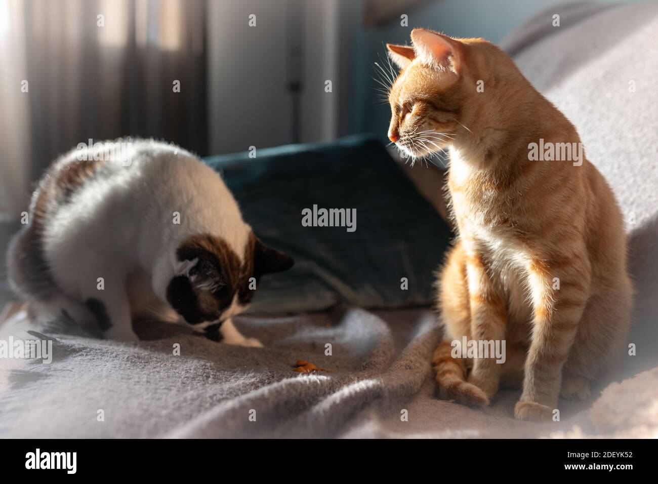 Cats playing domestic blanket hi-res stock photography and images - Alamy