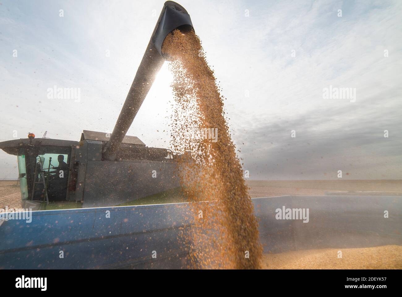 Grain auger of combine pouring corn into tractor trailer Stock Photo ...