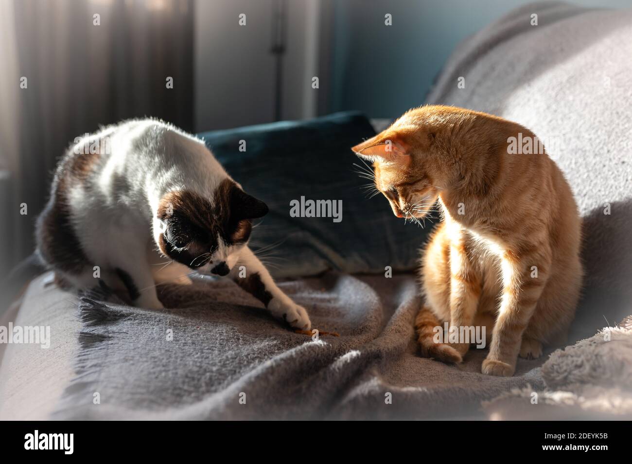 two domestic cats play together on the sofa Stock Photo - Alamy