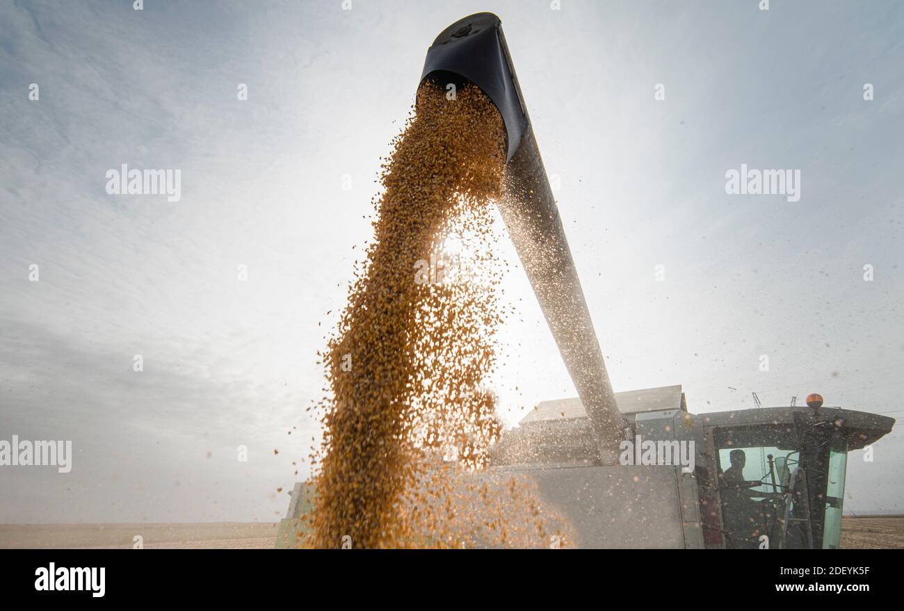 Grain auger of combine pouring corn into tractor trailer Stock Photo ...