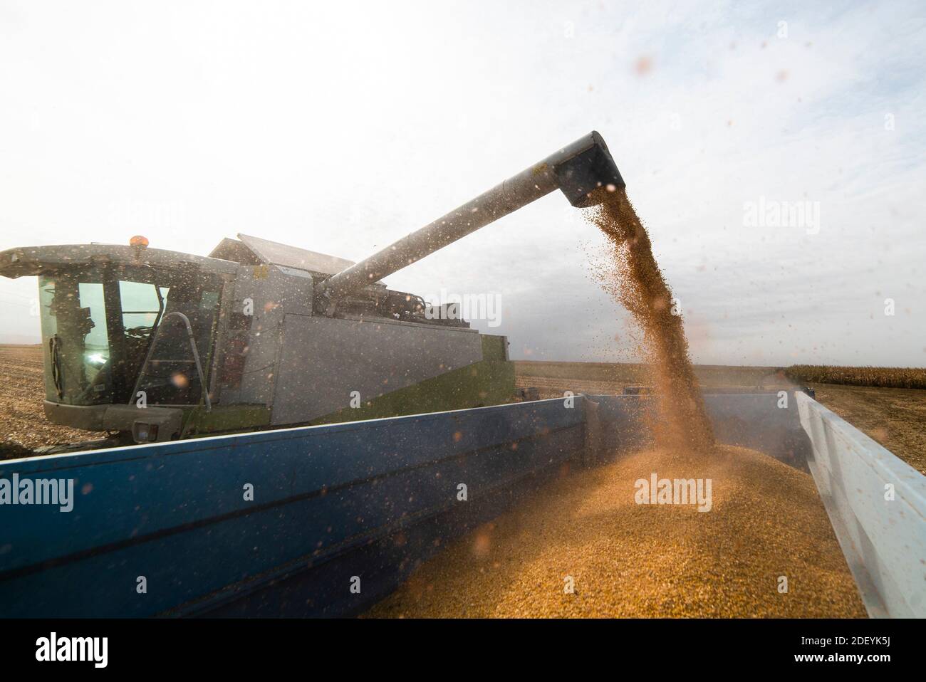 Grain auger of combine pouring corn into tractor trailer Stock Photo ...