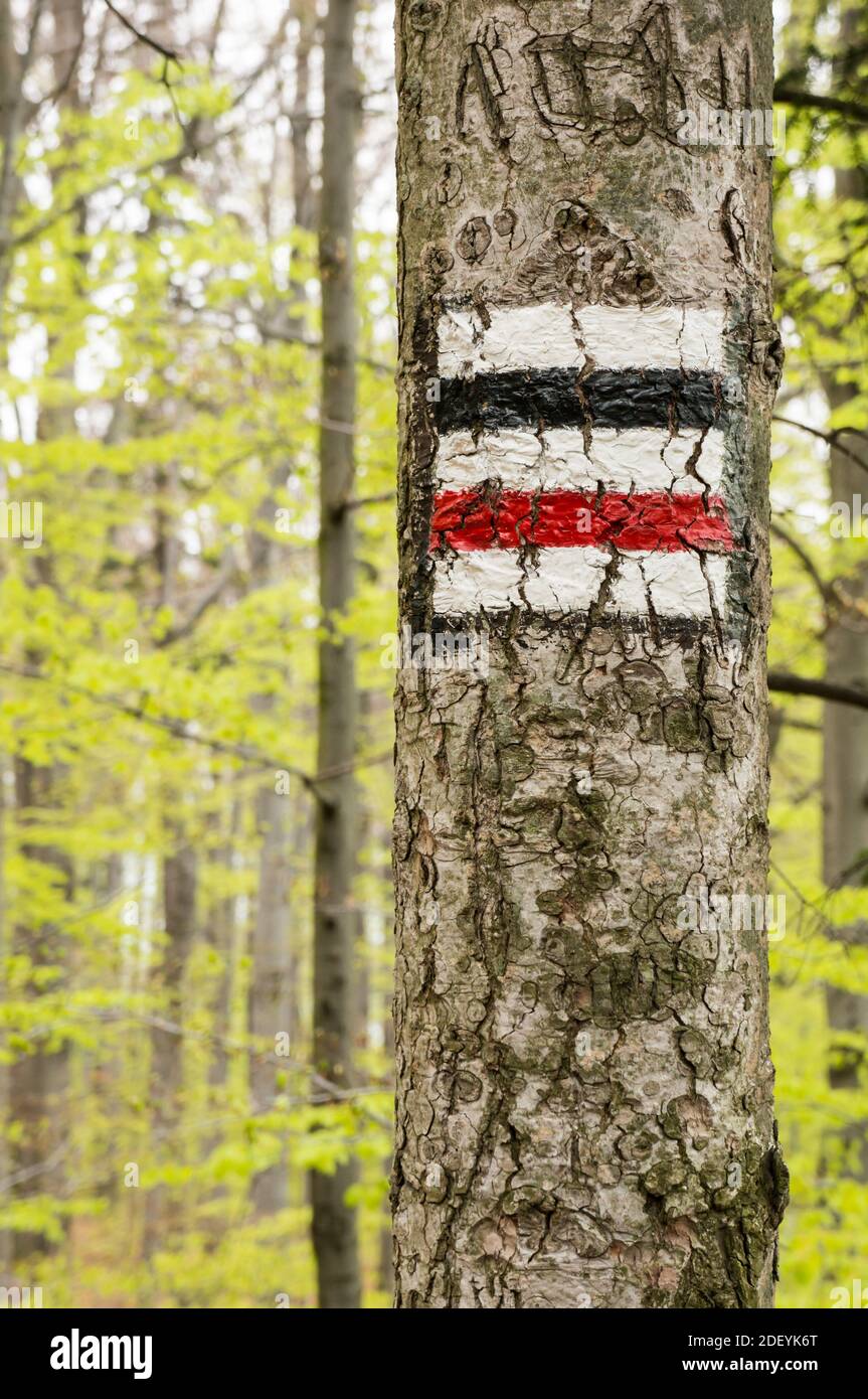 A vertical shot of a mark on a tree showing the right direction Stock ...