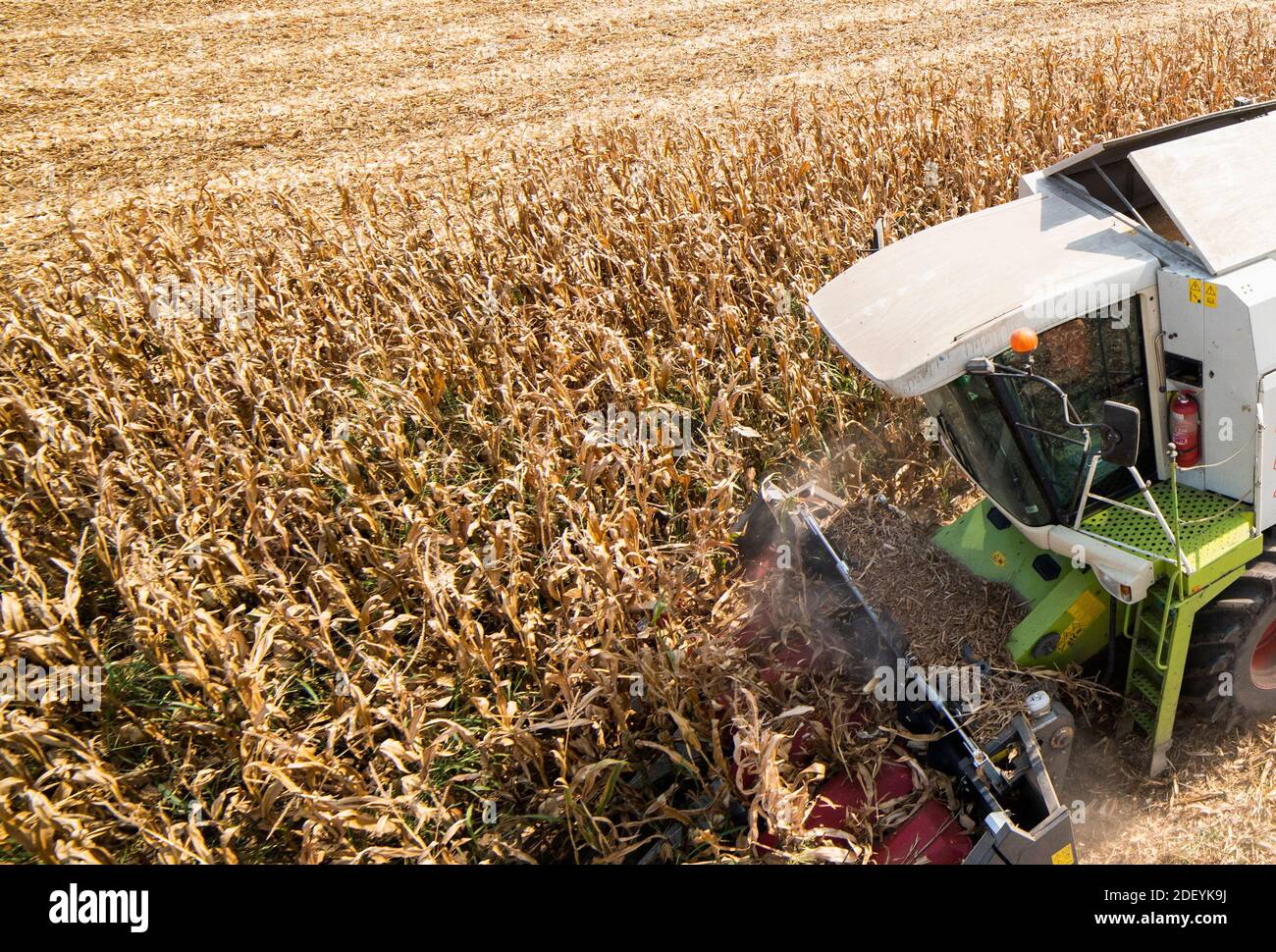 Combine Operator Harvesting Corn on the Field in Sunny Day Stock Photo ...