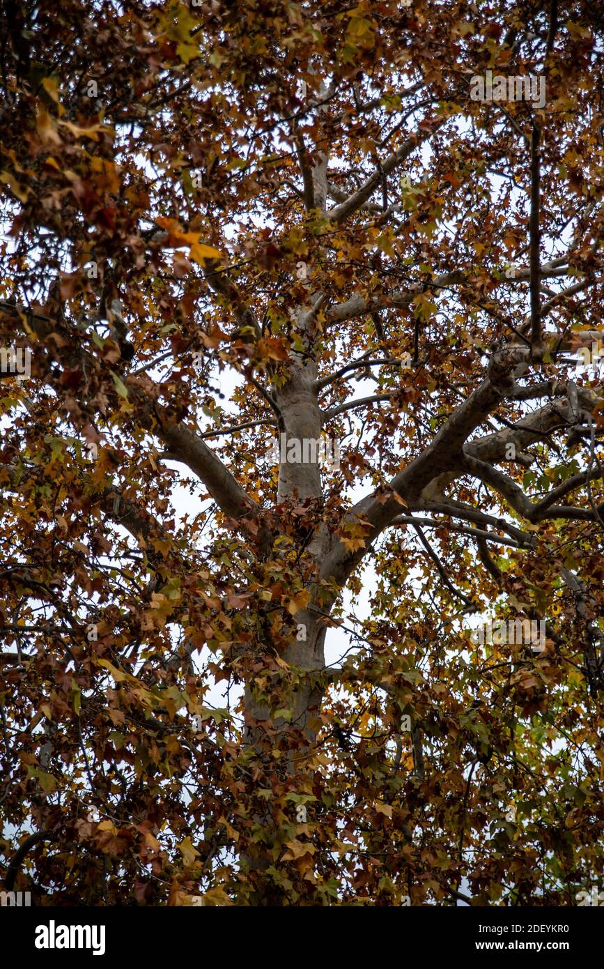 big tree in autumn at terni walk Stock Photo - Alamy