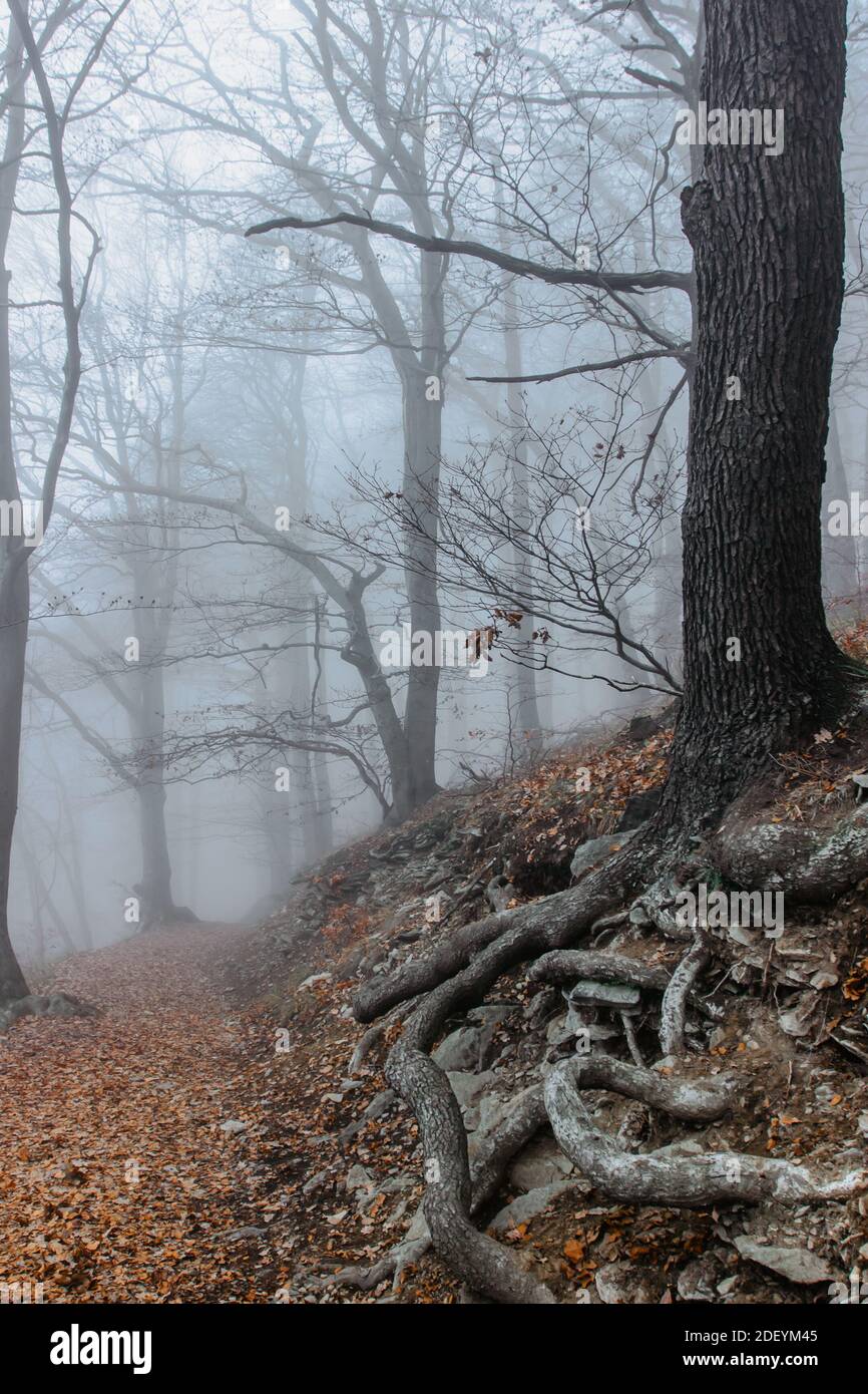 Tree with twisted roots in foggy forest.Amazing misty nature.Colorful ...