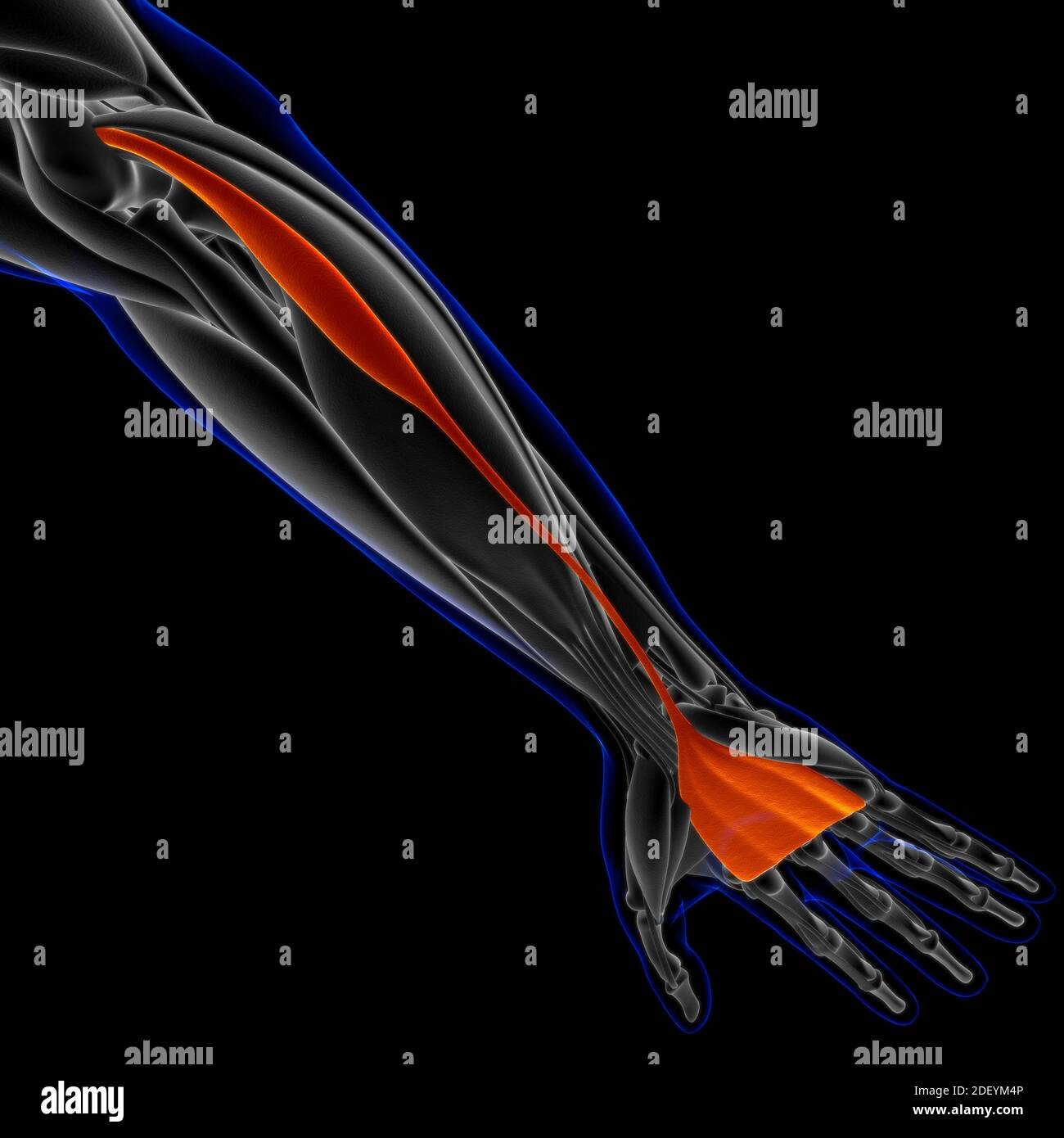 Opponens pollicis muscle hi-res stock photography and images - Alamy