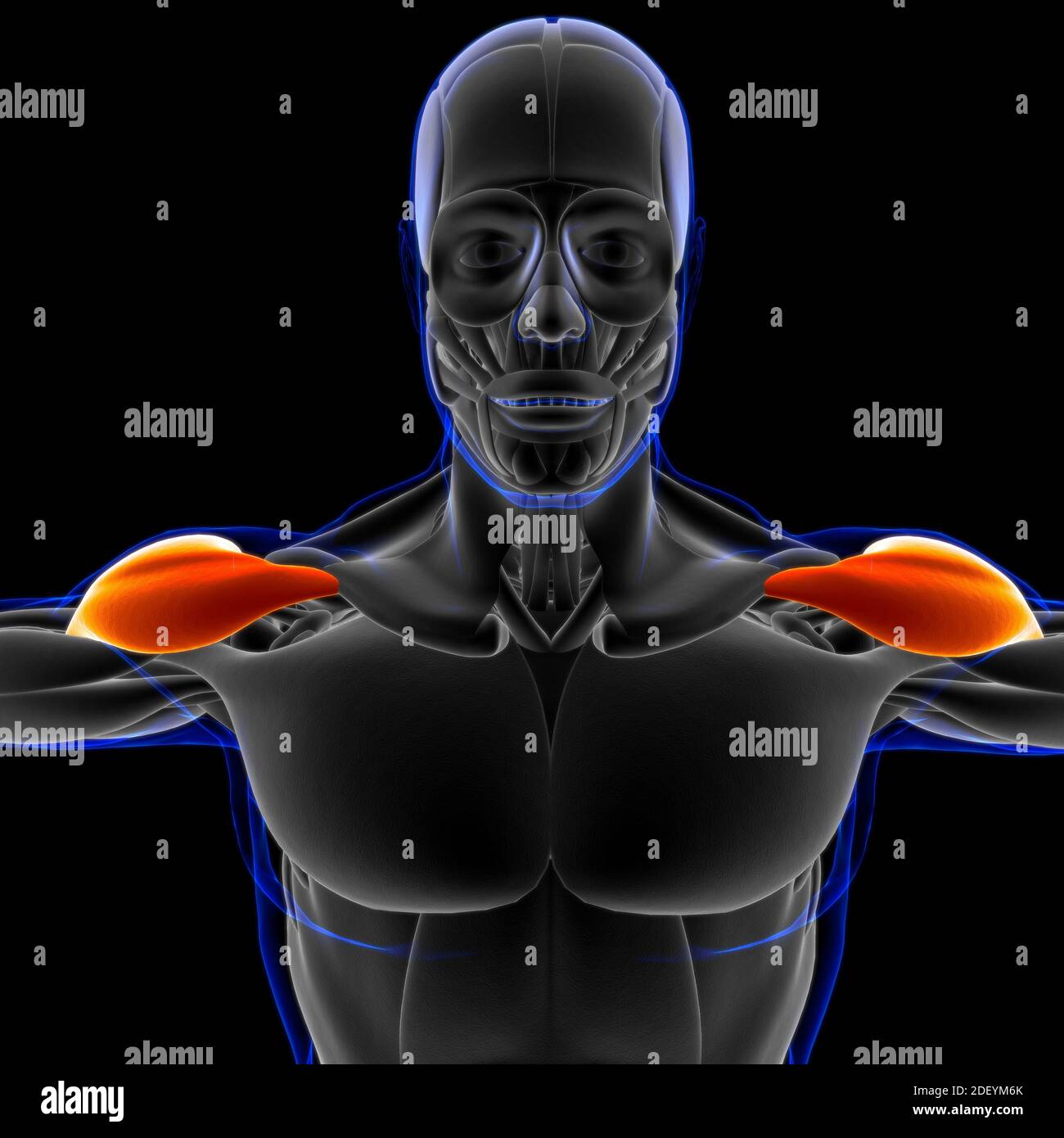 Muscle is a soft tissue, Muscle cells contain proteins , producing a ...