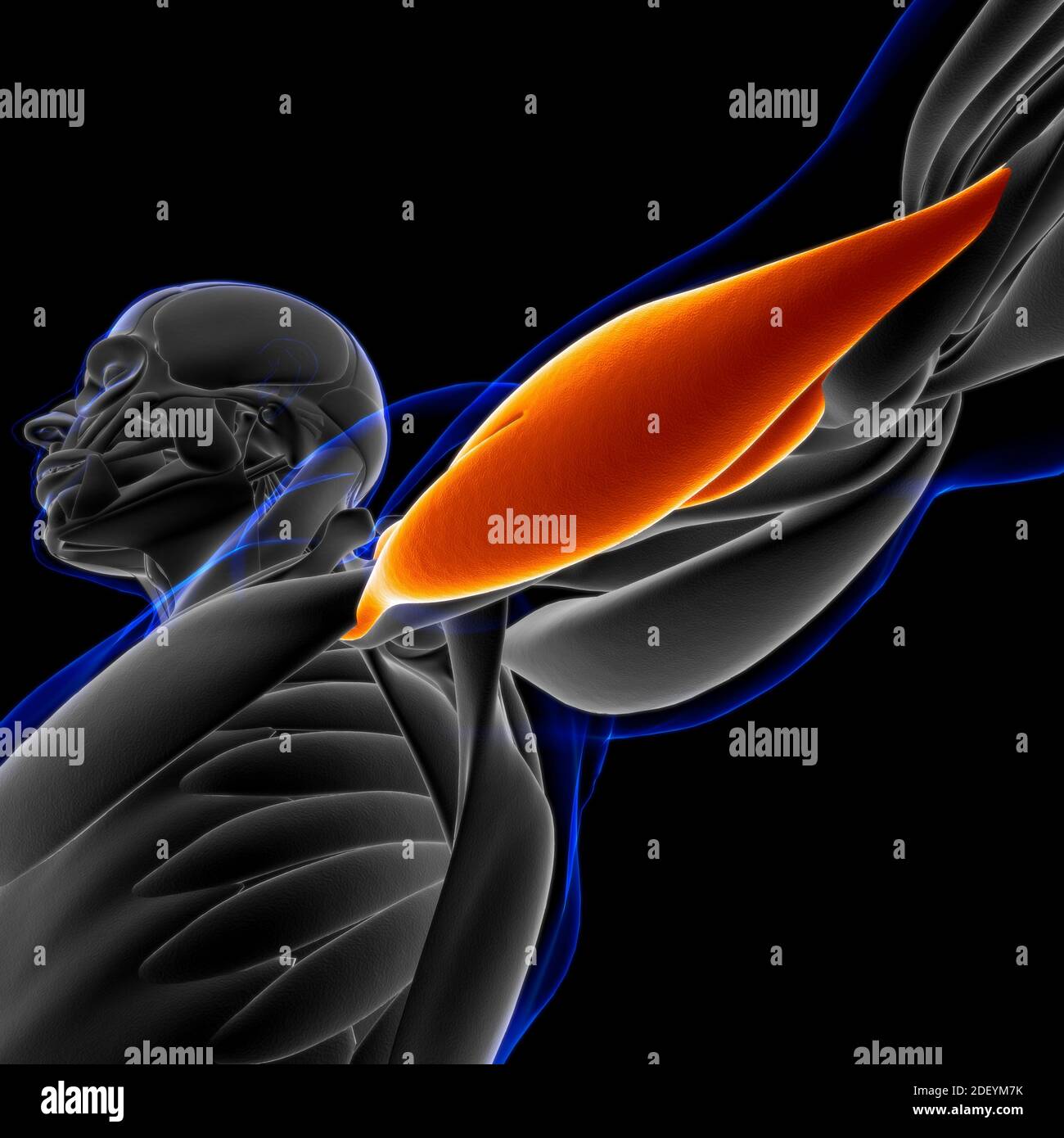 Muscle is a soft tissue, Muscle cells contain proteins , producing a ...