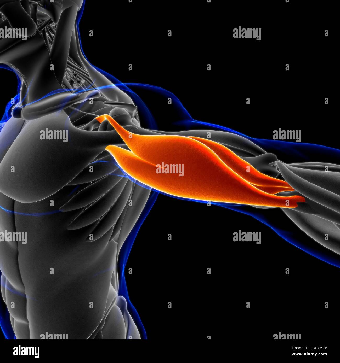 Muscle is a soft tissue, Muscle cells contain proteins , producing a ...