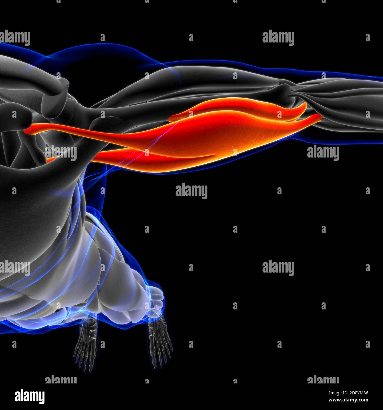 Muscle is a soft tissue, Muscle cells contain proteins , producing a ...