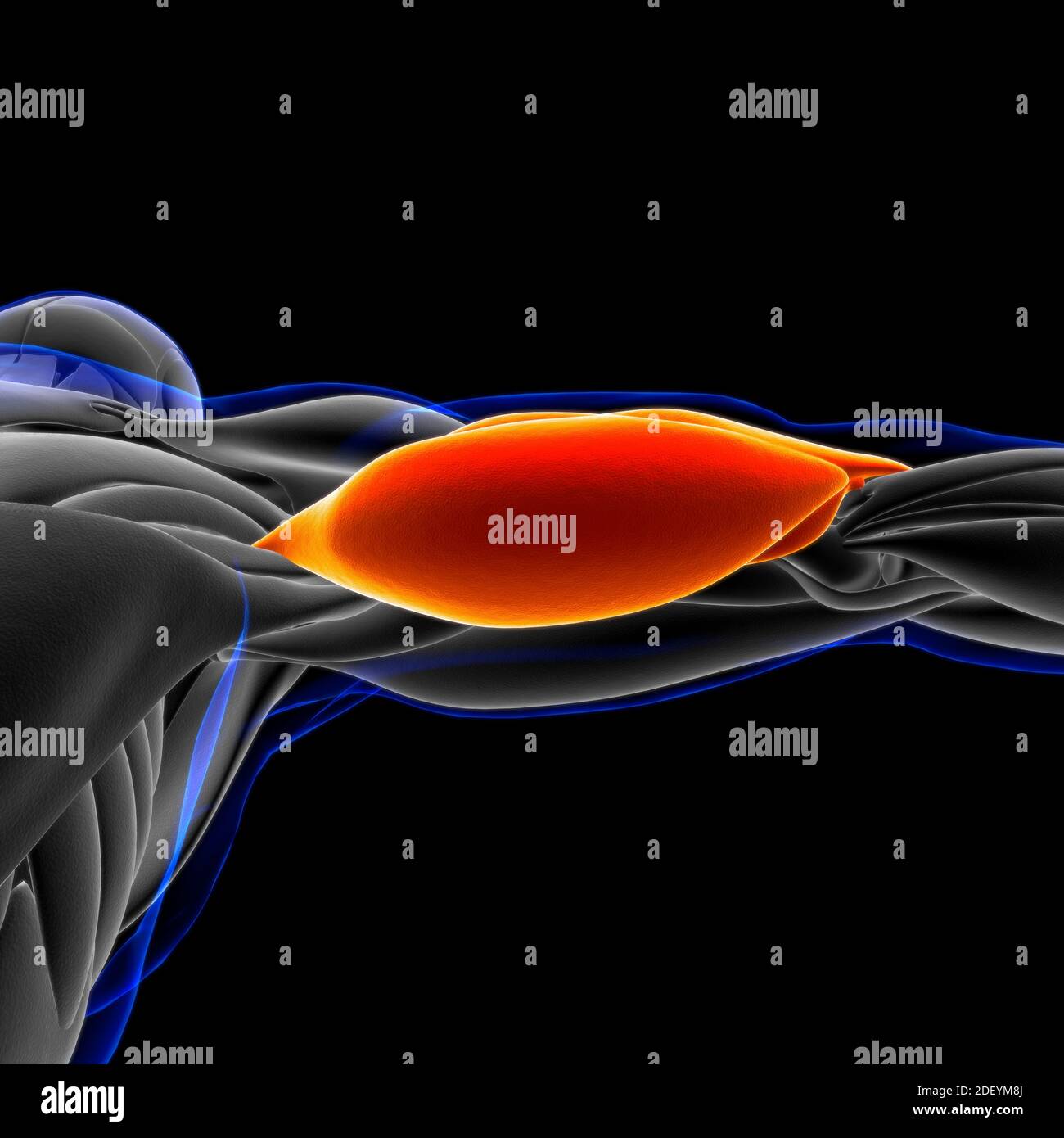 Muscle is a soft tissue, Muscle cells contain proteins , producing a ...
