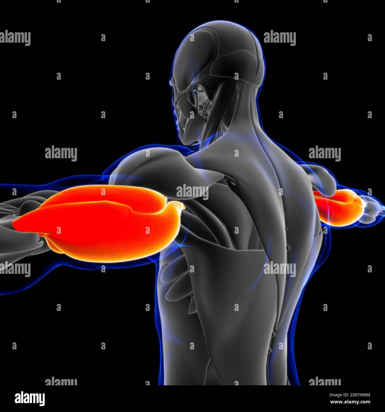 Muscle is a soft tissue, Muscle cells contain proteins , producing a ...