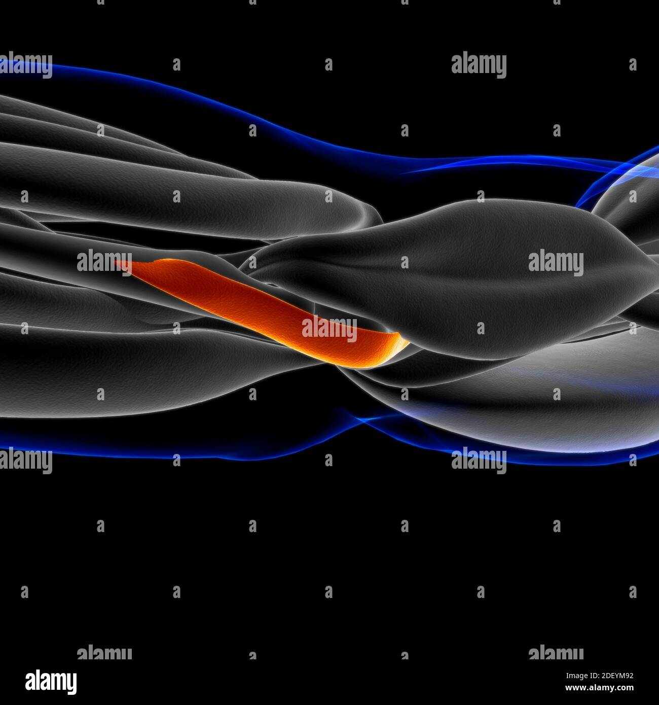 Muscle is a soft tissue, Muscle cells contain proteins , producing a ...