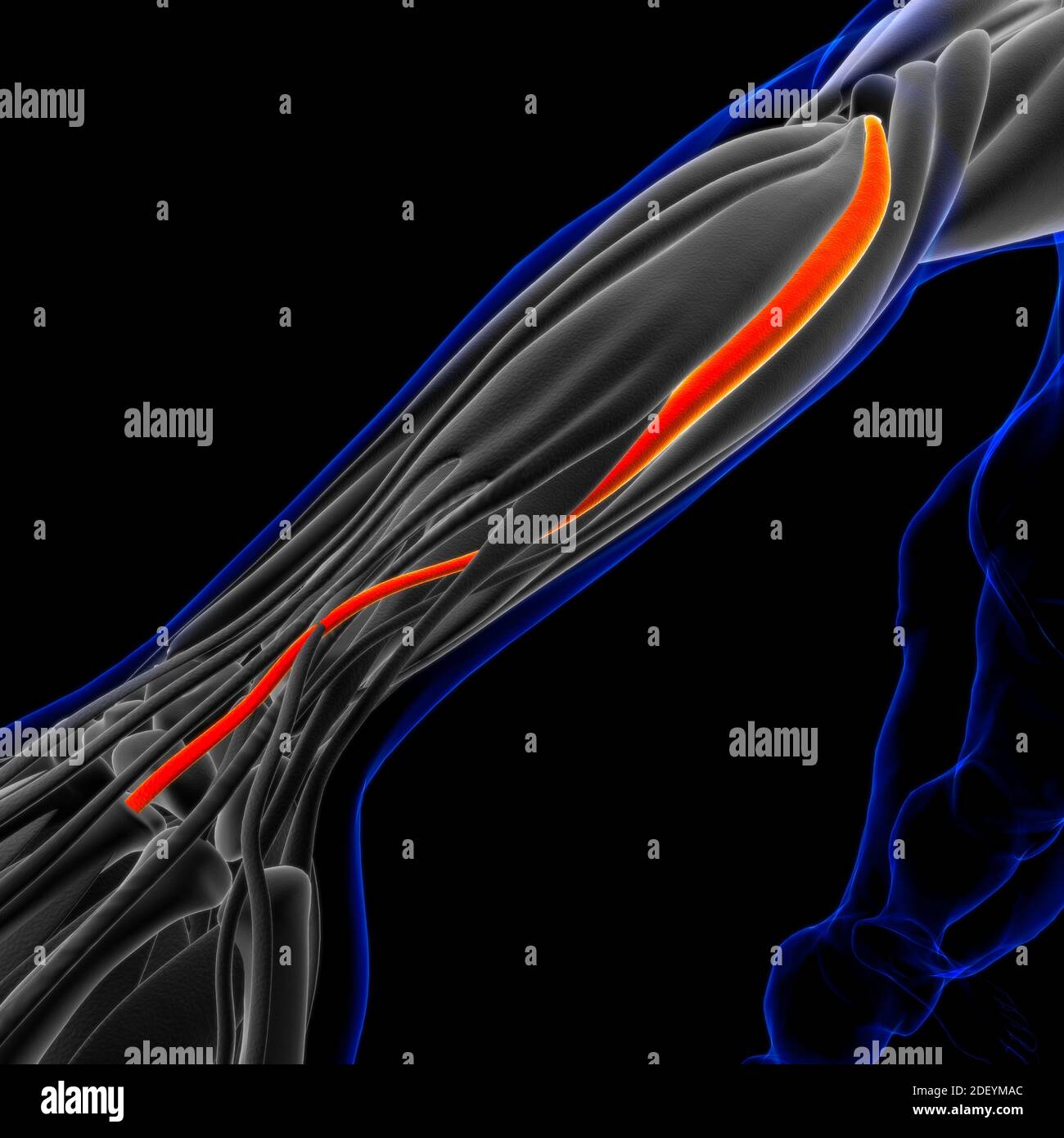Muscle is a soft tissue, Muscle cells contain proteins , producing a ...