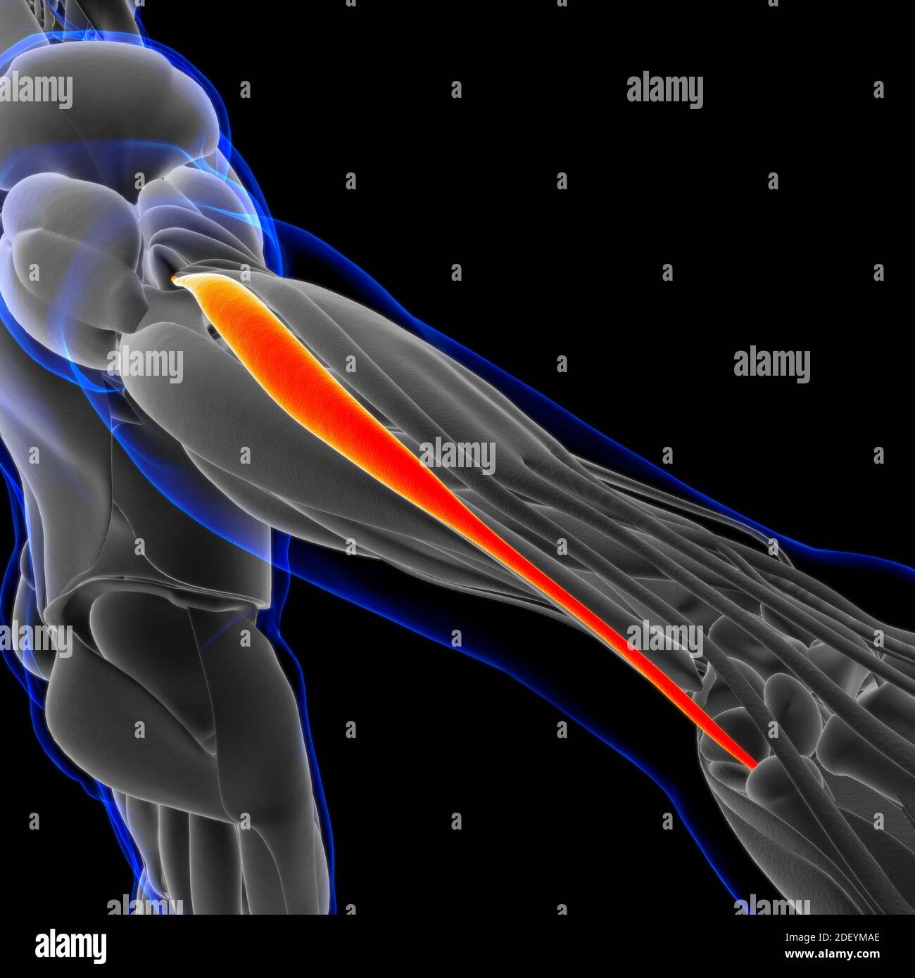 Muscle is a soft tissue, Muscle cells contain proteins , producing a ...