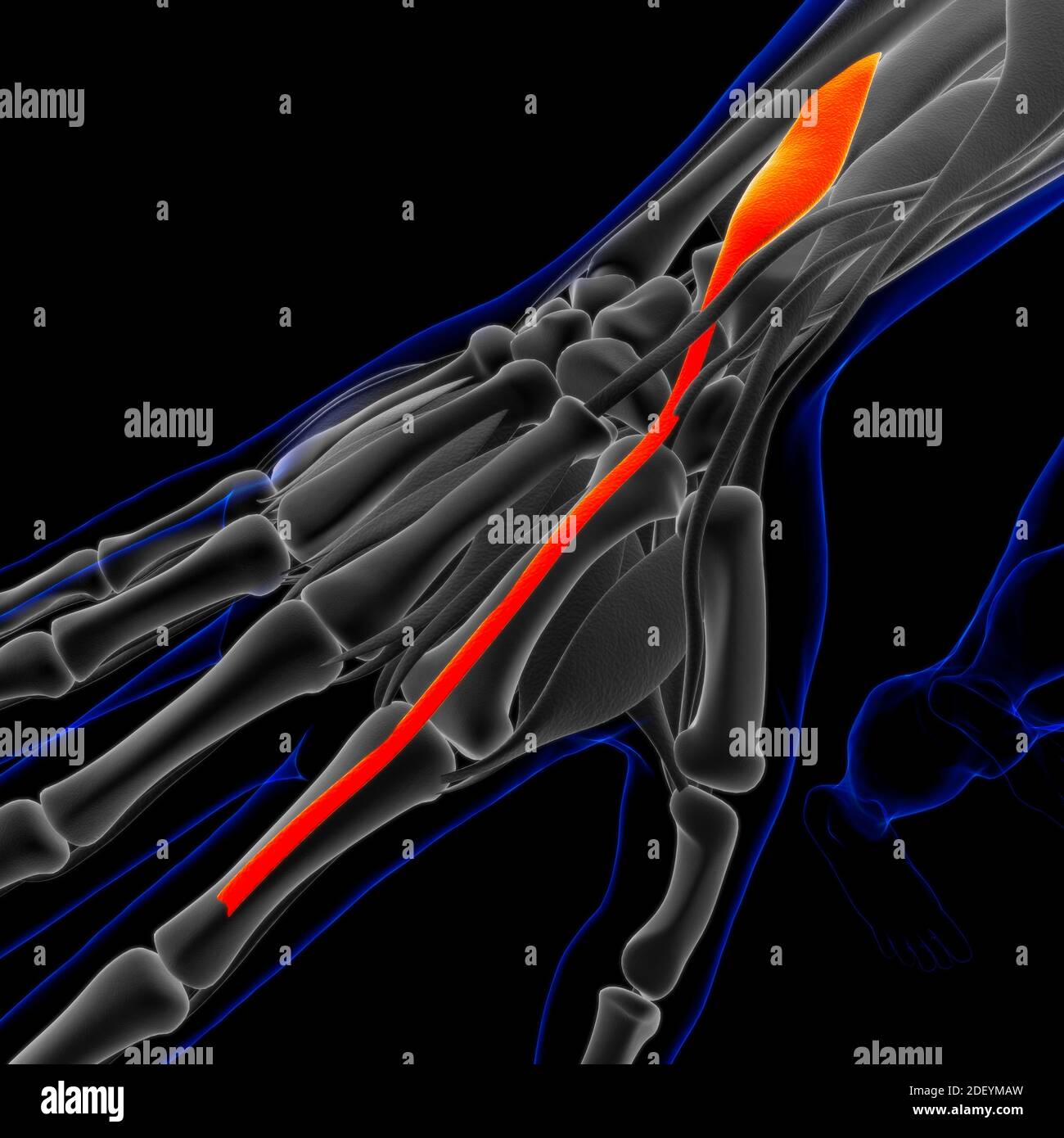 Palmaris brevis muscle hi-res stock photography and images - Alamy