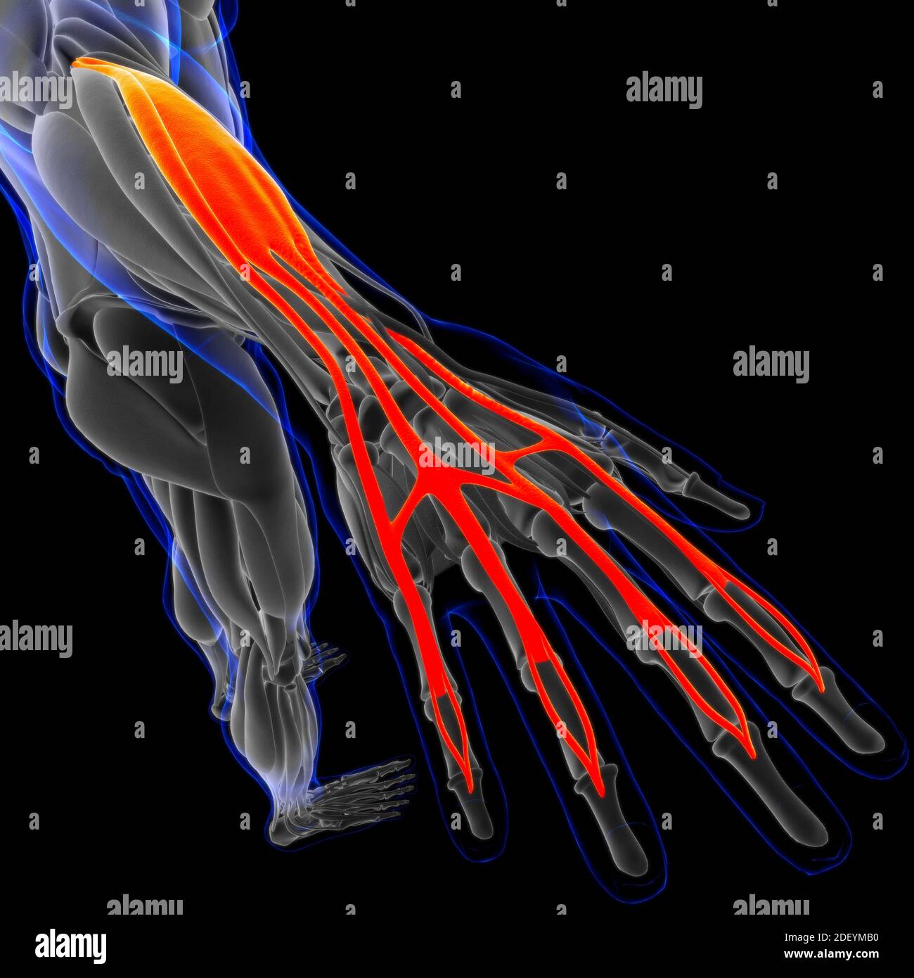 Muscle is a soft tissue, Muscle cells contain proteins , producing a ...