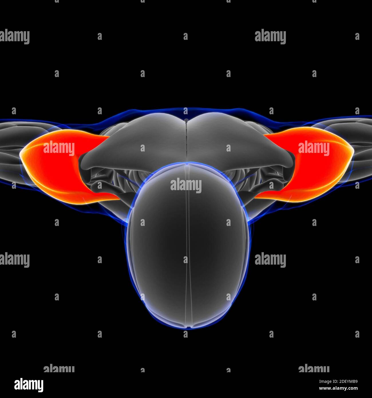 Muscle is a soft tissue, Muscle cells contain proteins , producing a ...