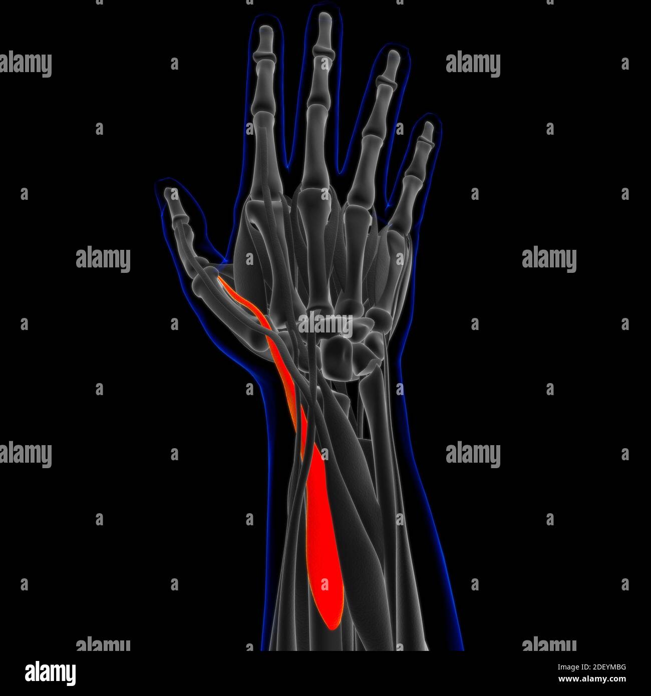 Opponens pollicis muscle hi-res stock photography and images - Alamy