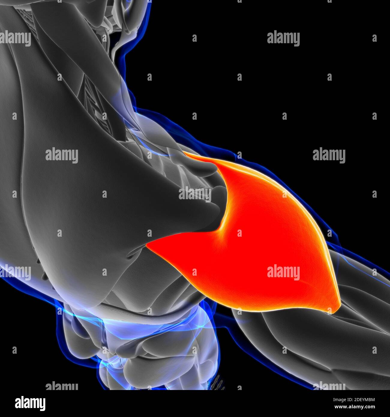 Muscle is a soft tissue, Muscle cells contain proteins , producing a ...