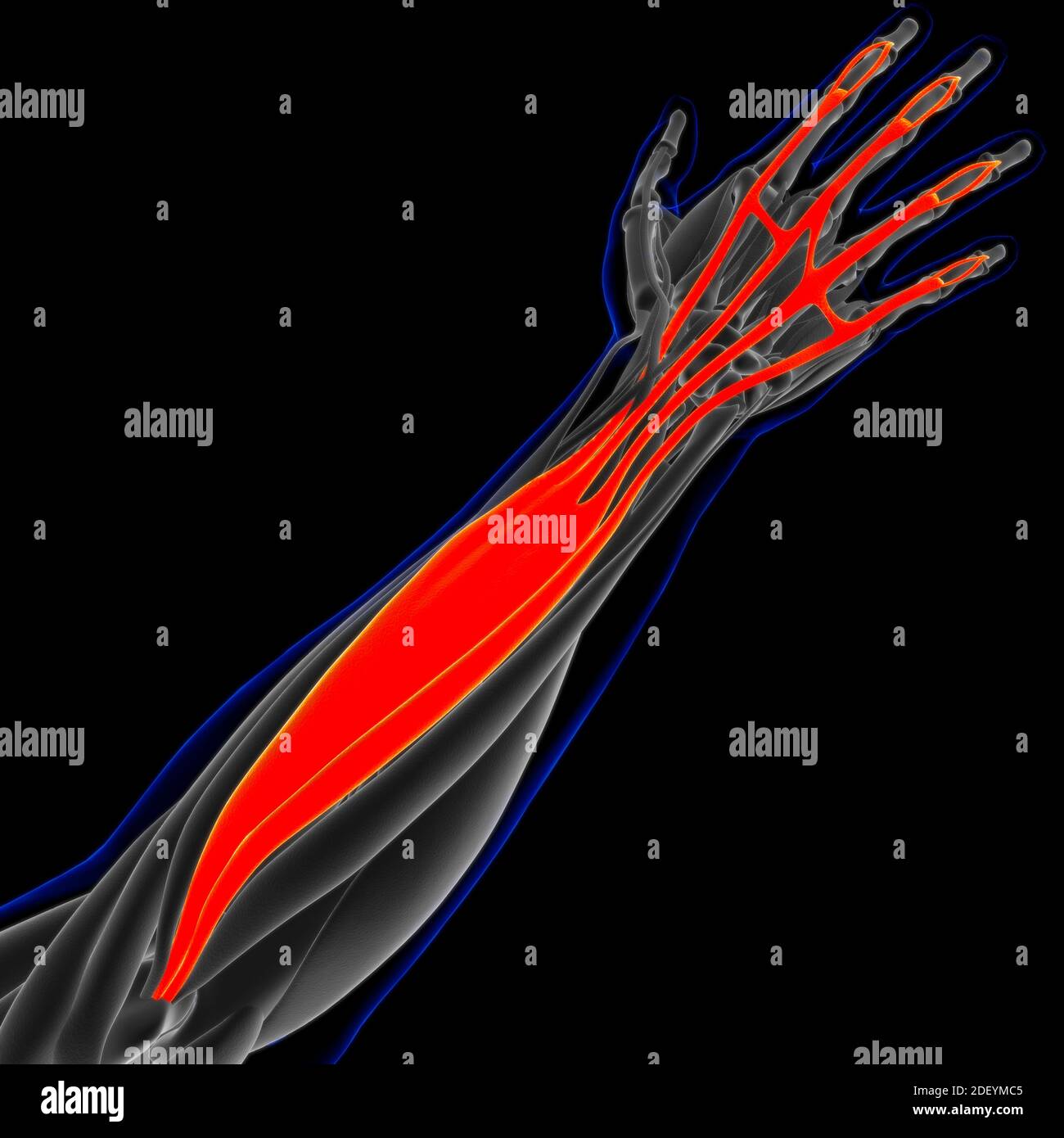 Muscle is a soft tissue, Muscle cells contain proteins , producing a ...