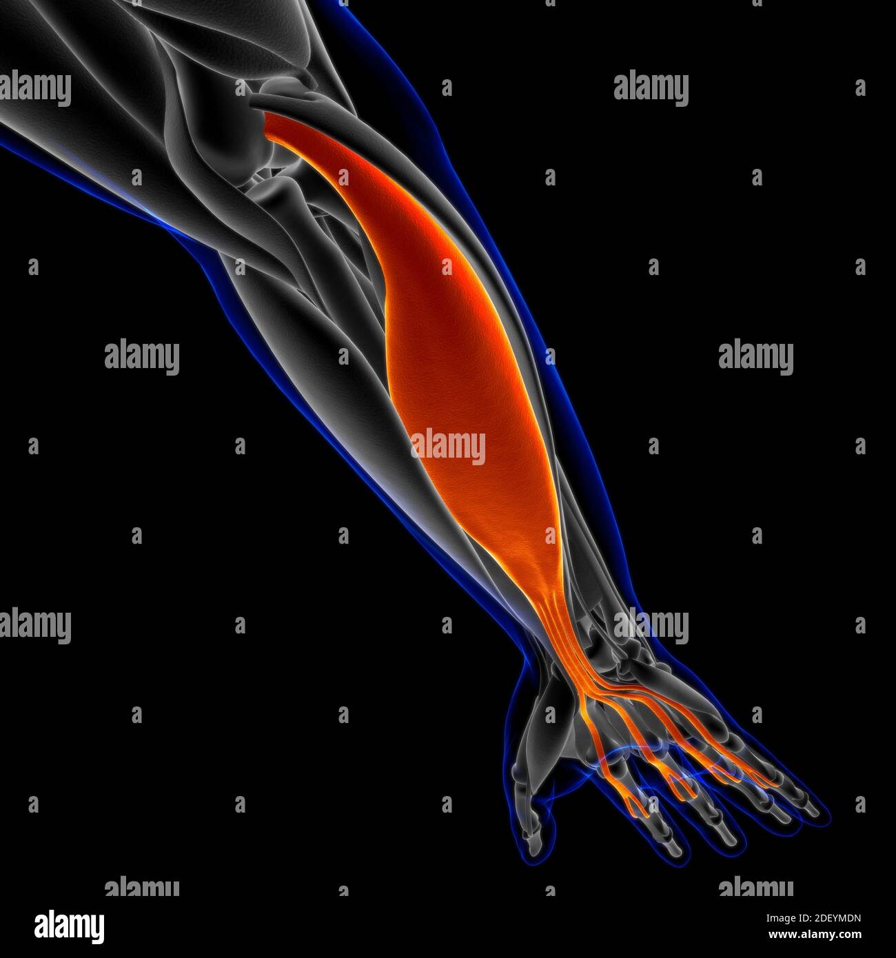 Muscle is a soft tissue, Muscle cells contain proteins , producing a ...