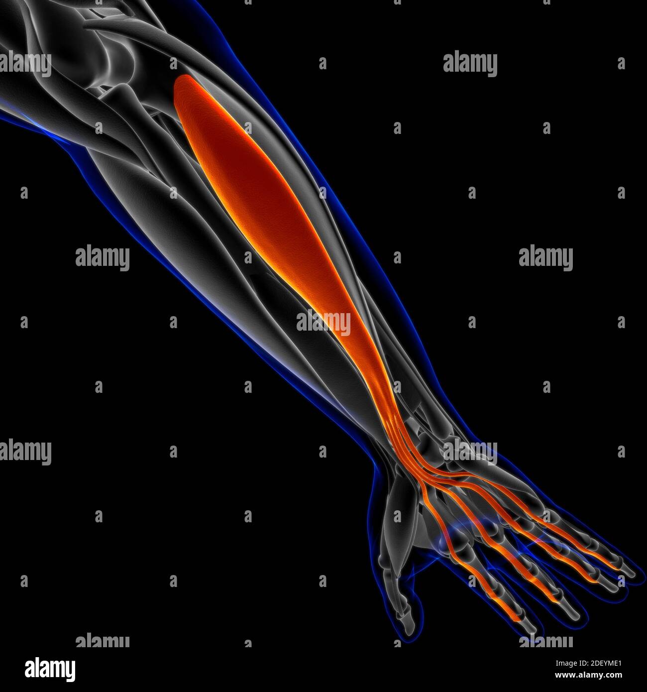 Muscle is a soft tissue, Muscle cells contain proteins , producing a ...