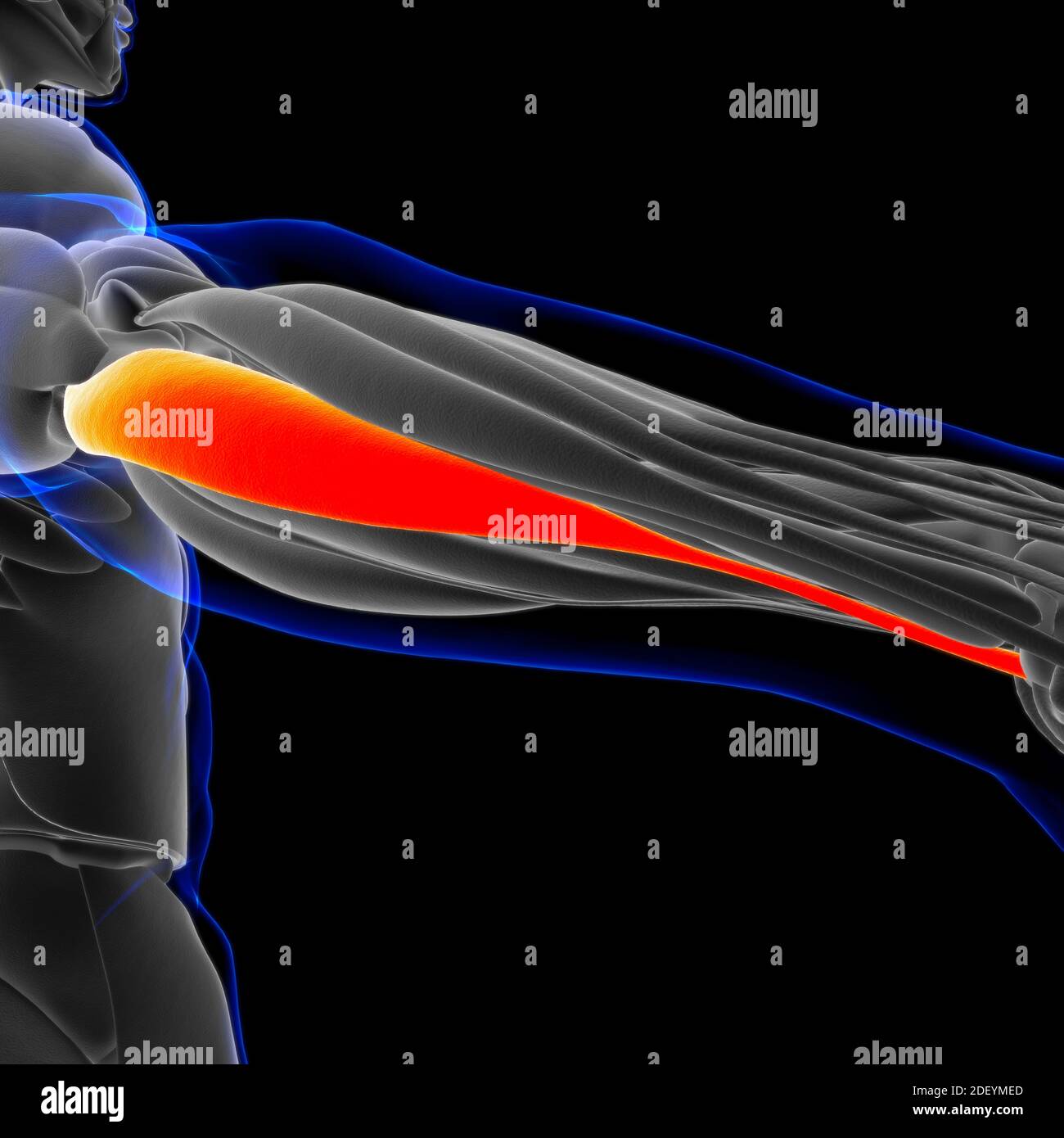 Muscle is a soft tissue, Muscle cells contain proteins , producing a ...