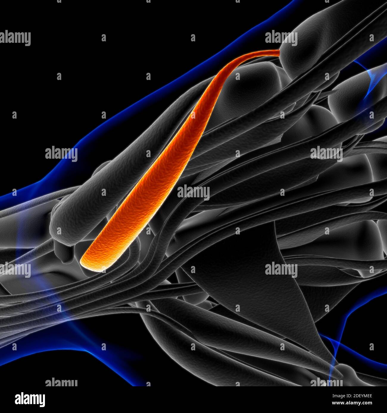 Muscle is a soft tissue, Muscle cells contain proteins , producing a ...
