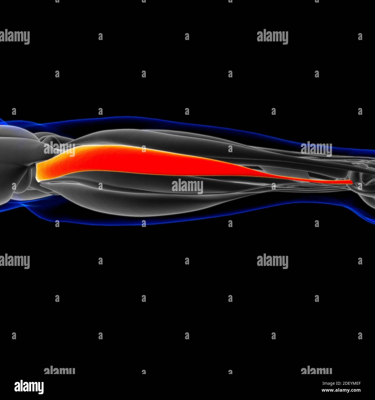 Muscle is a soft tissue, Muscle cells contain proteins , producing a ...