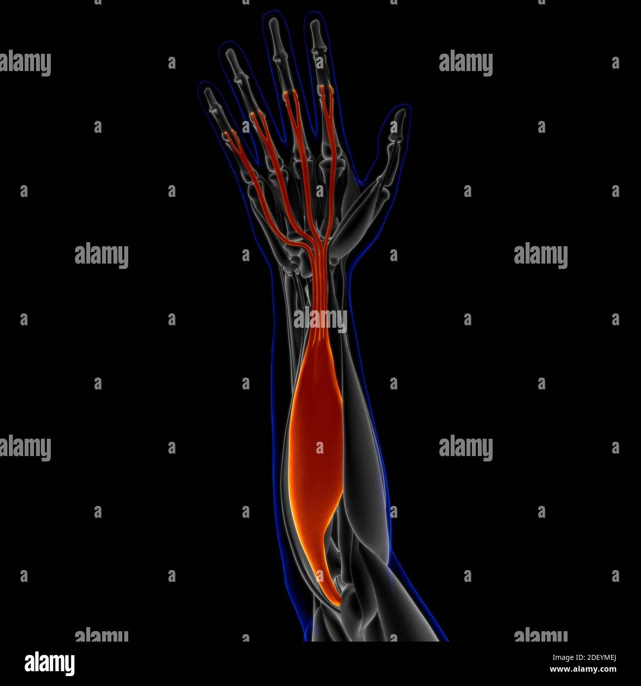 Muscle is a soft tissue, Muscle cells contain proteins , producing a ...