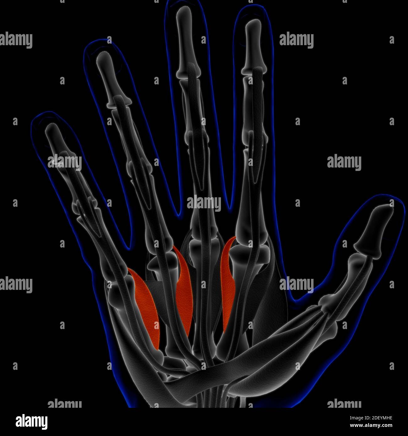 Muscle is a soft tissue, Muscle cells contain proteins , producing a ...
