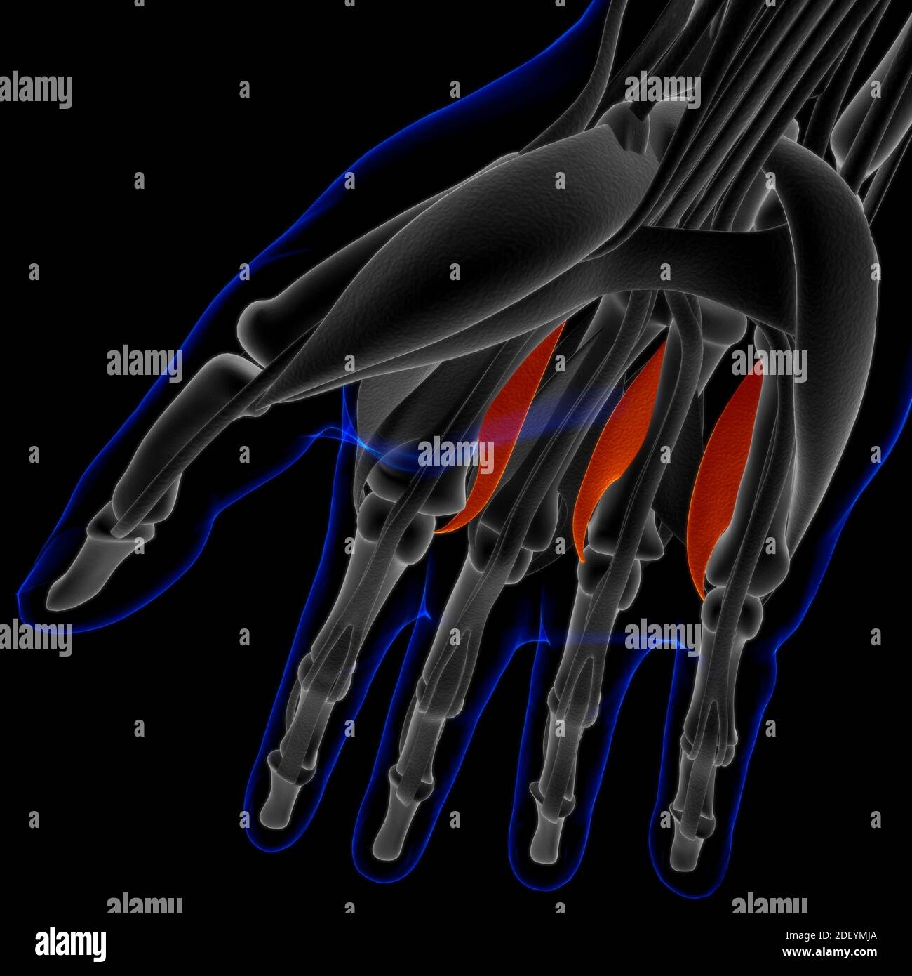 Muscle is a soft tissue, Muscle cells contain proteins , producing a ...