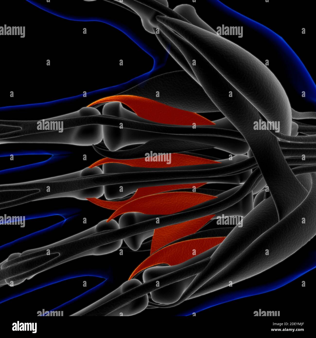 Muscle is a soft tissue, Muscle cells contain proteins , producing a ...