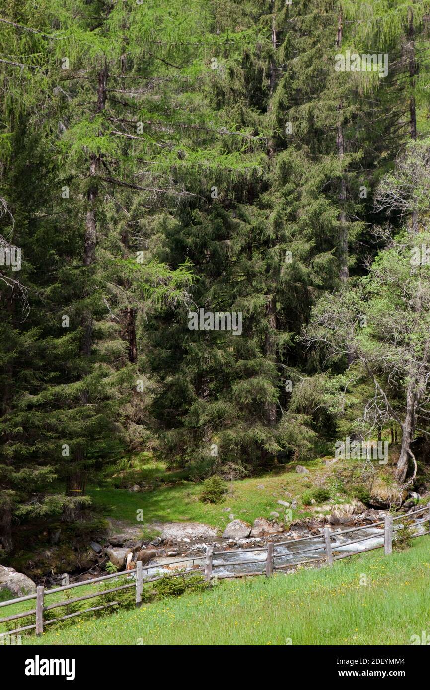 little mountain stream running through meadow Stock Photo - Alamy