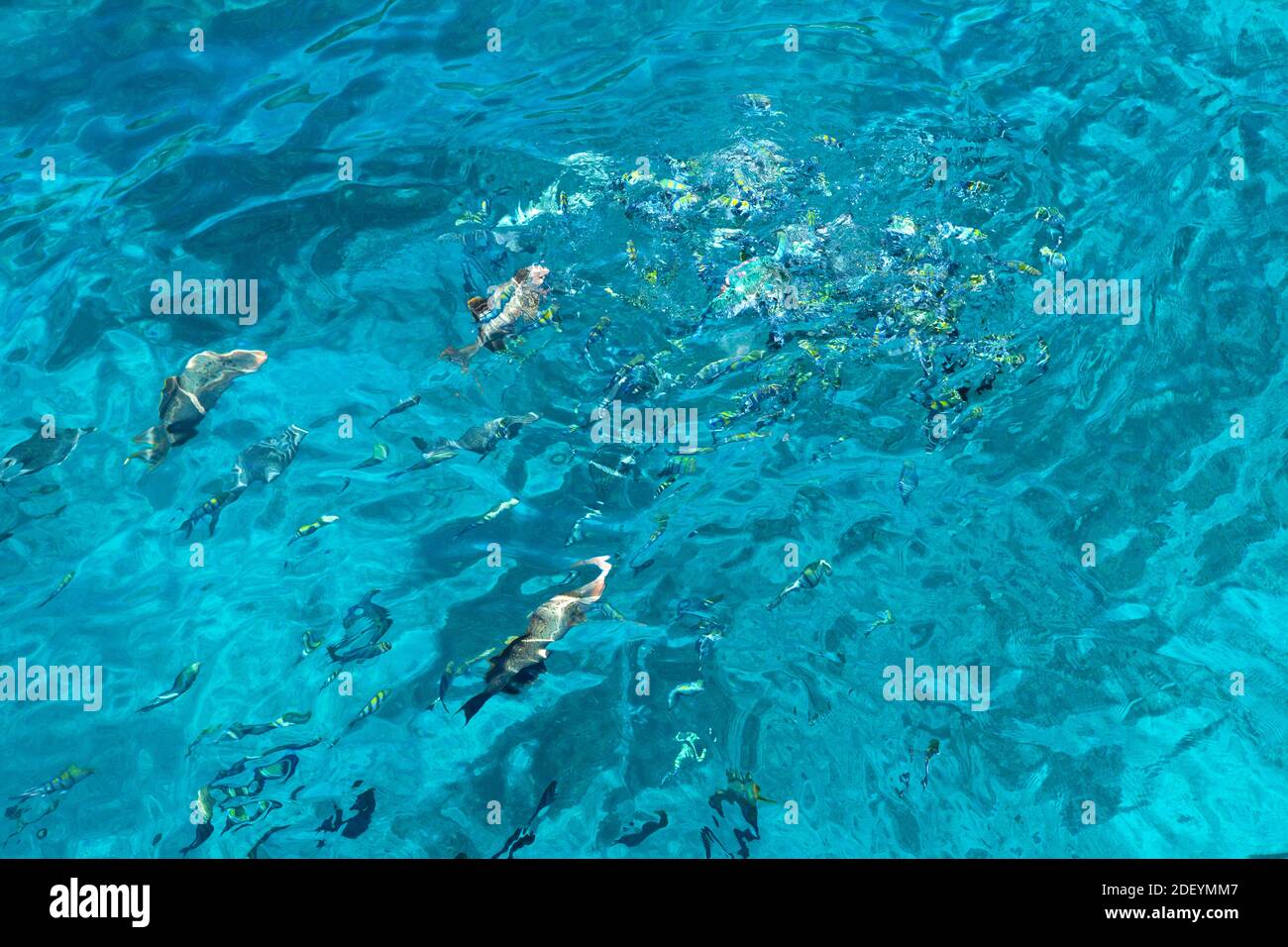 tropical fish in crystal clear sea Stock Photo - Alamy