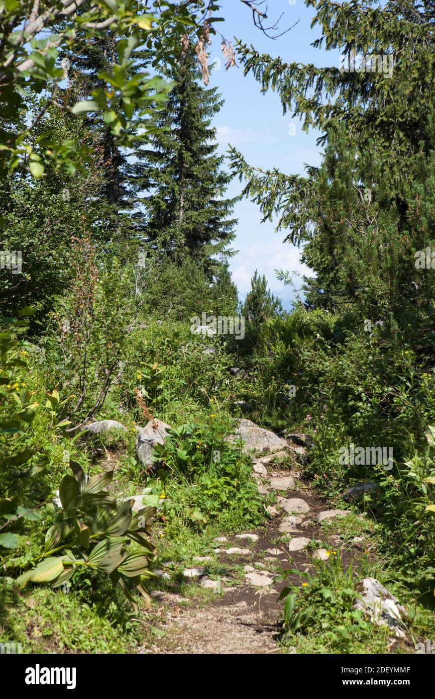 path through the forest in the Alps Stock Photo - Alamy
