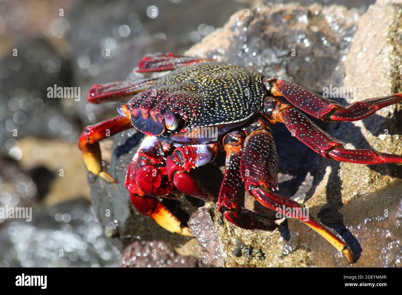 Rote felsenkrabbe hi-res stock photography and images - Alamy