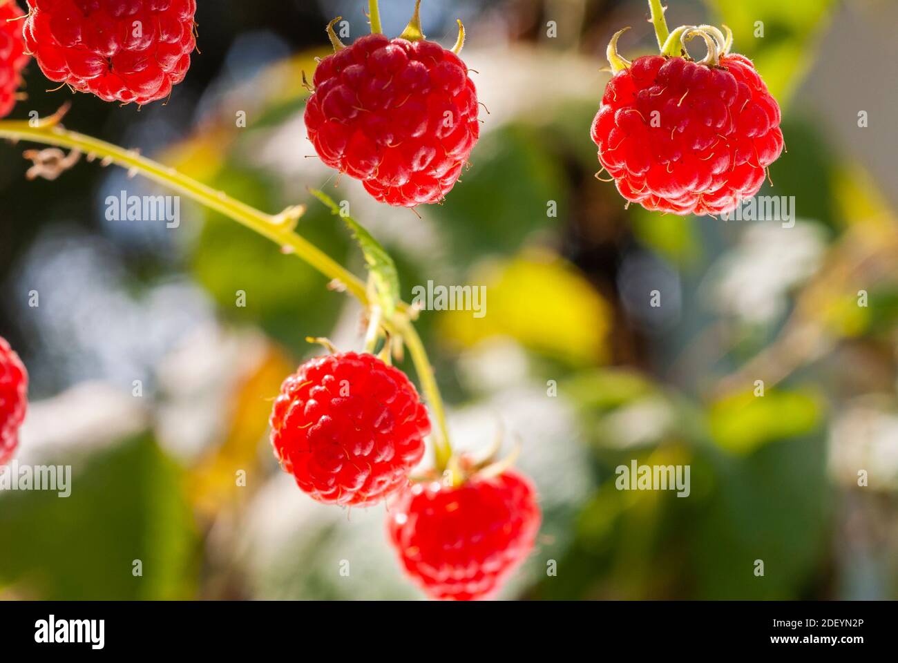 Macro image of fresh ripe raspberries Stock Photo - Alamy