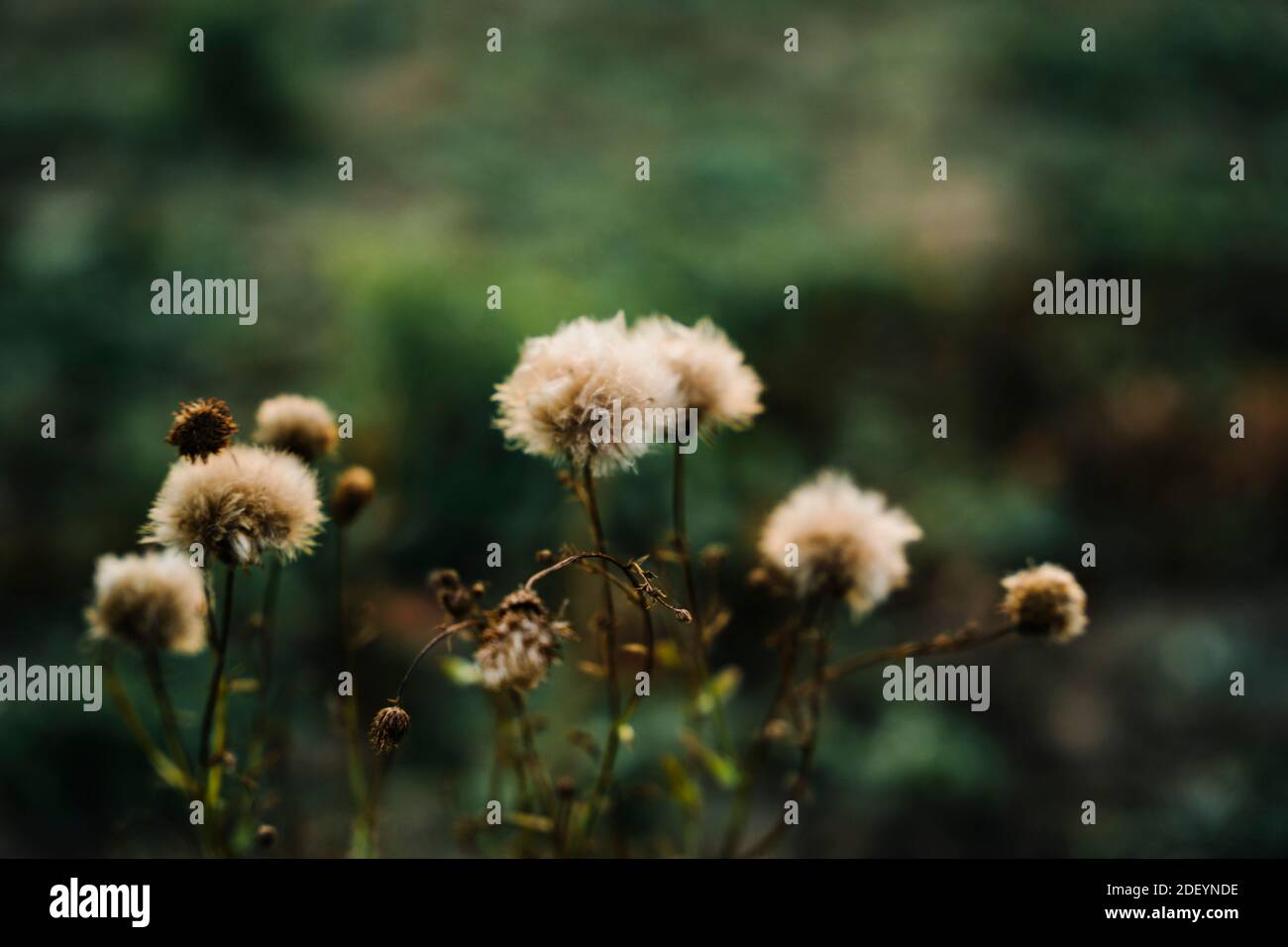 Dying weed hi-res stock photography and images - Alamy