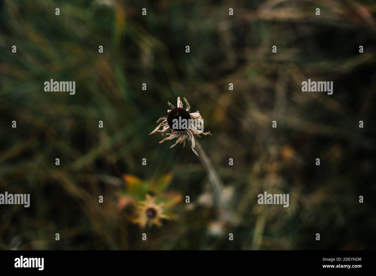 Dead Flower in dead field Stock Photo - Alamy