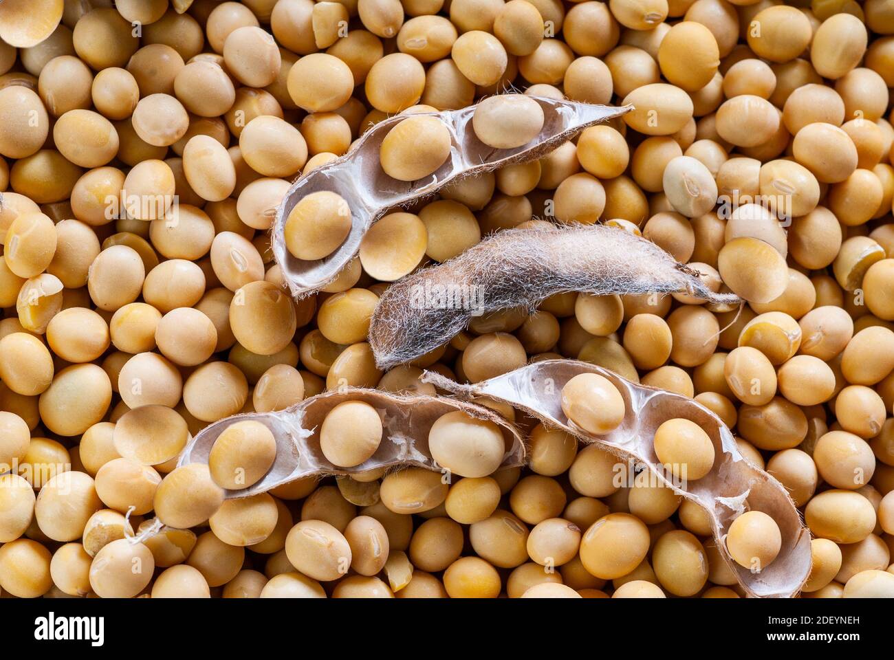 Ripe yellow soybeans with open pods macro shot, Soya beans with Stock ...